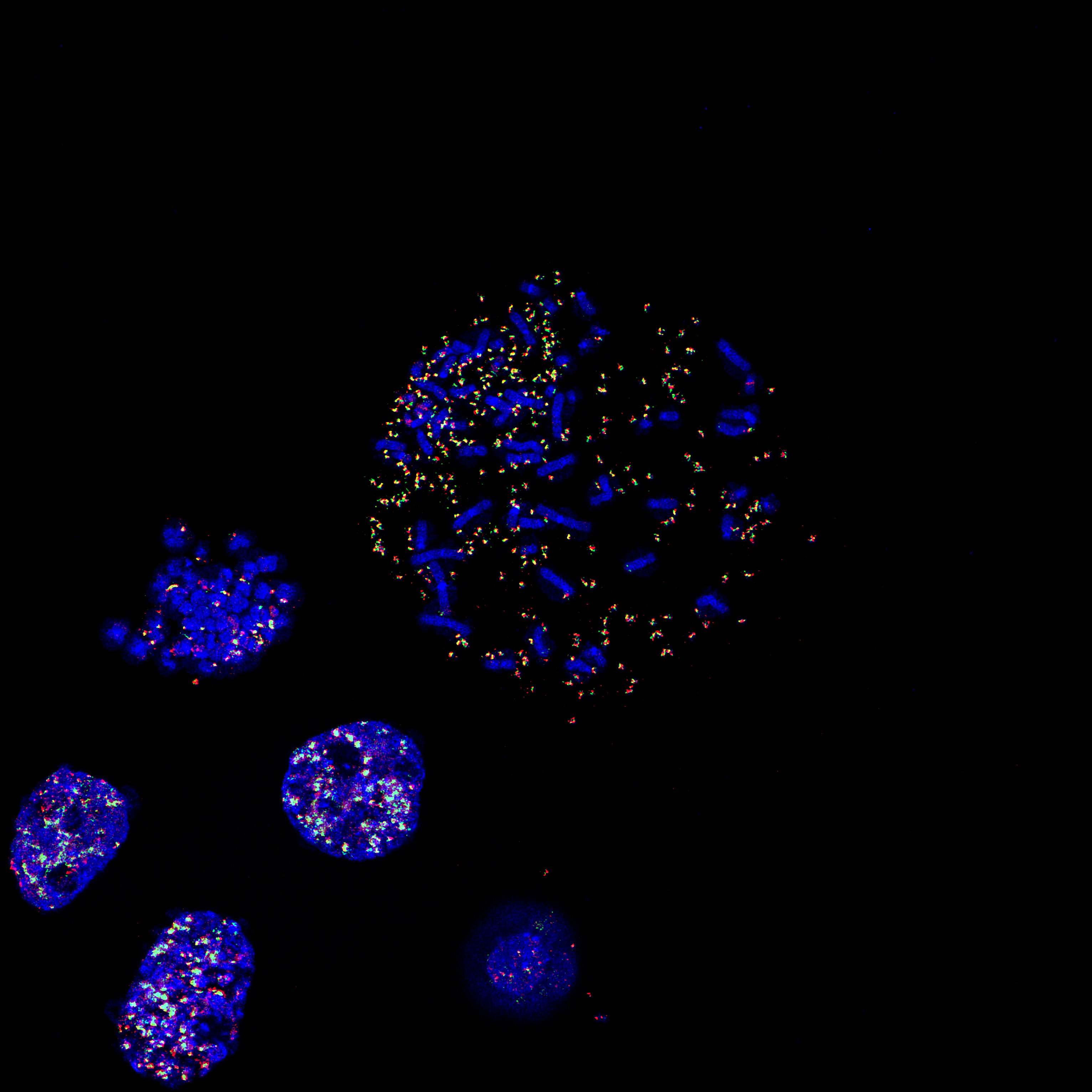 Q&A with Dr. Elizabeth Brunk: Leveraging AI and Single Cell Imaging to Prevent Harmful DNA ...